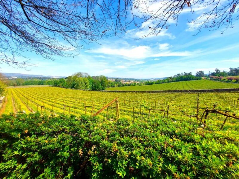 Porto: Wine Tastings (Green Wine) & Tradicional Lunch - FAQs