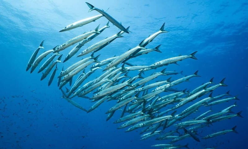 Portofino: scuba diving from Genoa - Why This Tour Might Be Just Right for You