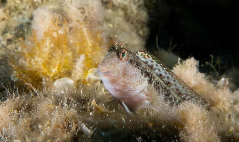 Portofino: scuba diving from Genoa - Frequently Asked Questions (FAQs)