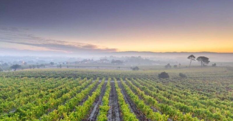 Portugal: Bairrada Private Tour - The Itinerary: What to Expect