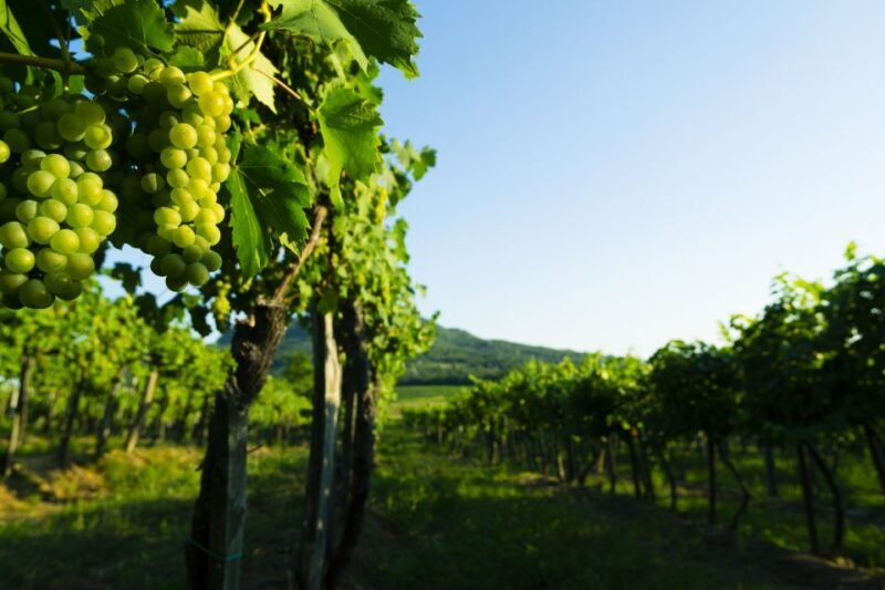 Portugal: Bairrada Private Tour - Transportation and Group Size