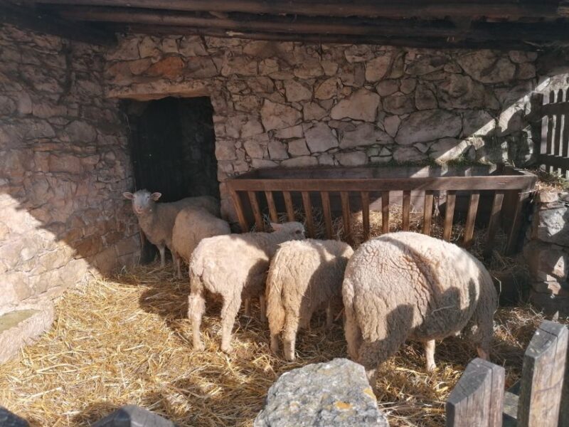 Portugal: Fatima, Aljustrel & Valinhos Trip with Picnic - The Sum Up