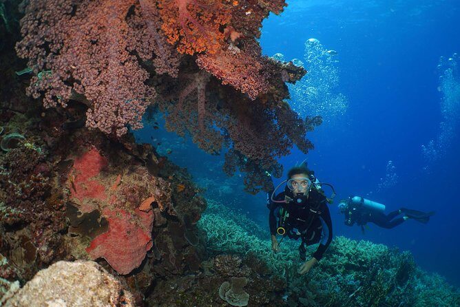 Poseidon Outer Great Barrier Reef Snorkeling and Diving Cruise from Port Douglas - Our Honest Take: Who Should Book This Tour?
