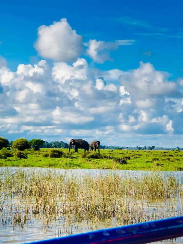 Pottuvil Lagoon Eco Tour : Mangrove Adventure in Arugam Bay - Exploring the Pottuvil Lagoon Eco Tour