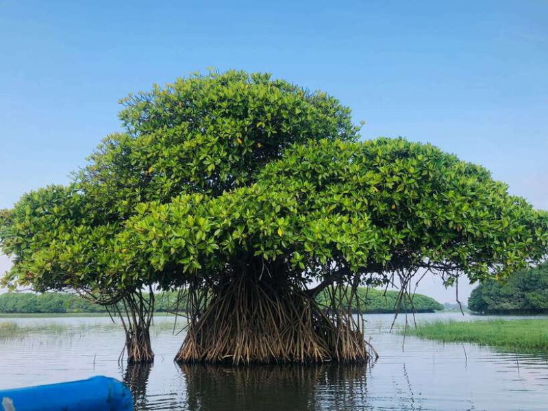 Pottuvil Lagoon Eco Tour : Mangrove Adventure in Arugam Bay - What’s Included and What to Know