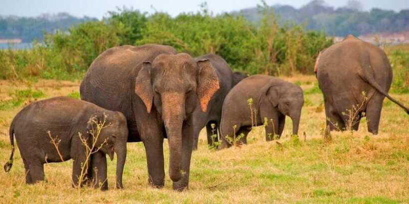 Pottuvil Lagoon Eco Tour : Mangrove Adventure in Arugam Bay - Authentic Traveler Experiences