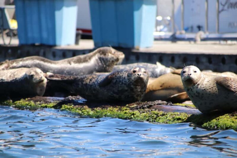 Poulsbo: Liberty Bay Guided Kayak Tour with Wildlife - A Closer Look at the Liberty Bay Kayak Tour