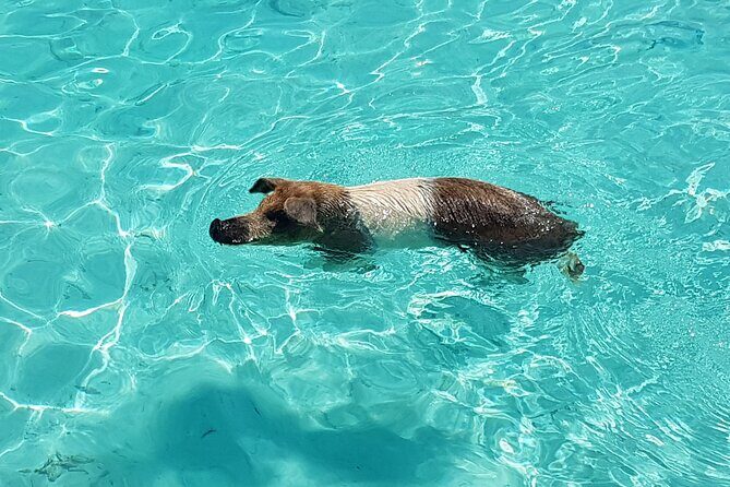 Powerboat and Snorkel Experience with Swimming Pigs and Turtles - Key Points