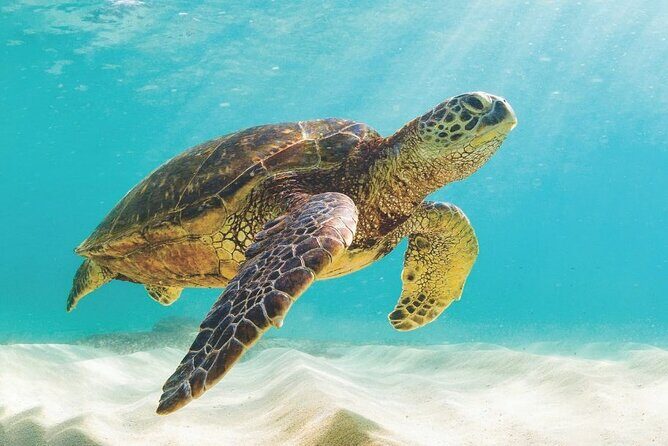 Powerboat and Snorkel Experience with Swimming Pigs and Turtles - An In-Depth Look at the Tour Experience