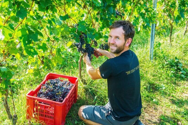 Pozzolengo: Vineyard tour and tasting of typical Garda wines - An Authentic Introduction to Garda Wines