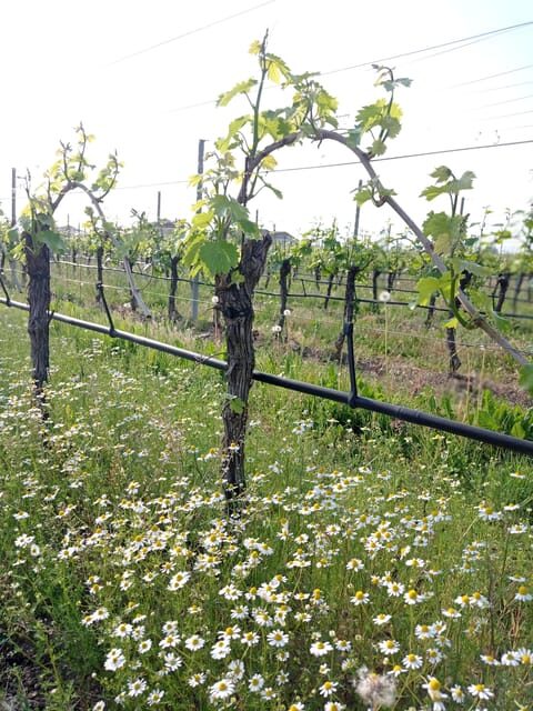 Pozzolengo: Vineyard tour and tasting of typical Garda wines - Practical Details and Logistics