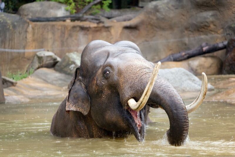 Prague: Boat Ride to the Zoo and Admission Ticket - FAQ