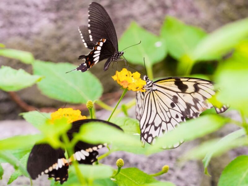 Prague: Papilonia Butterfly House - Practicalities and Tips
