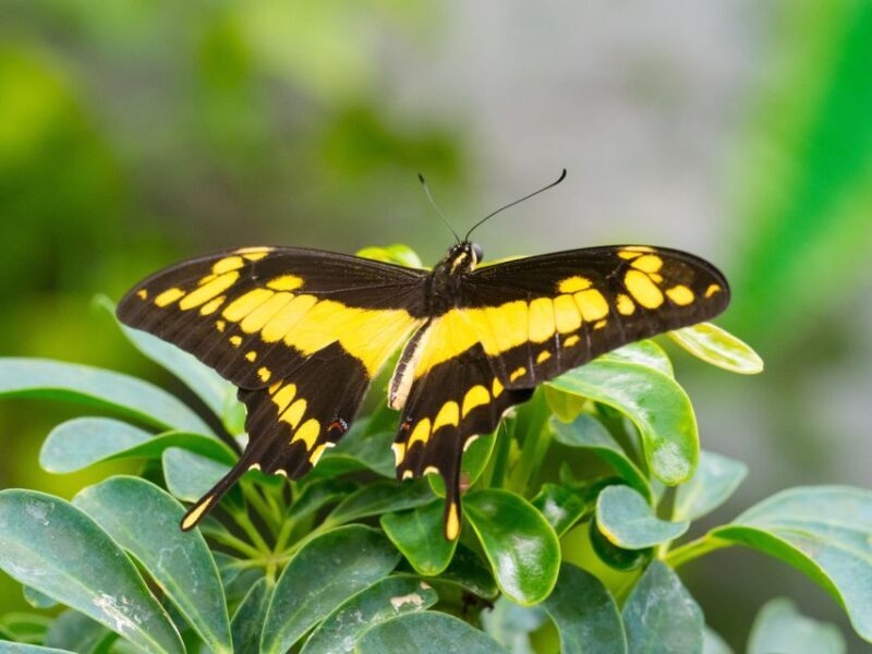 Prague: Papilonia Butterfly House - Authentic Visitor Feedback