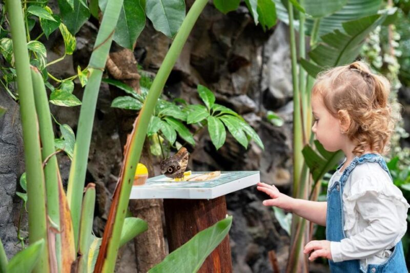 Prague: Papilonia Butterfly House - FAQs