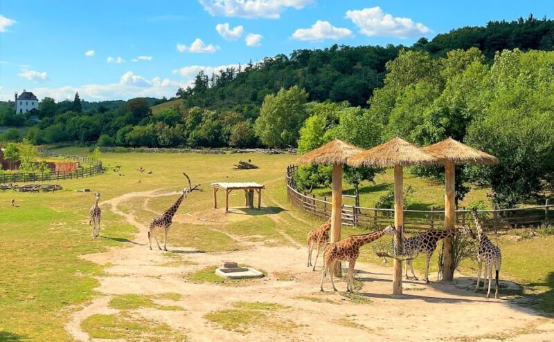 Prague: Prague Zoo Audio Guide with E-Ticket - Authentic Experiences from Other Visitors