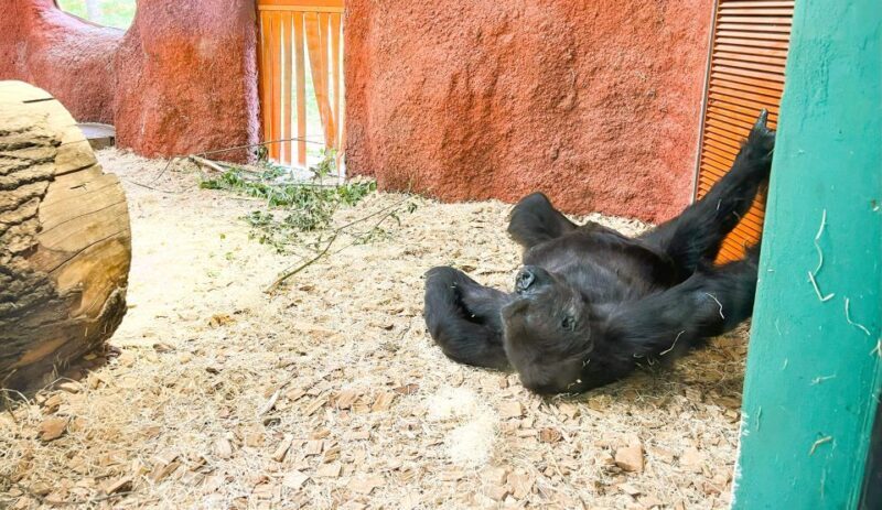 Prague: Prague Zoo Audio Guide with E-Ticket - FAQs