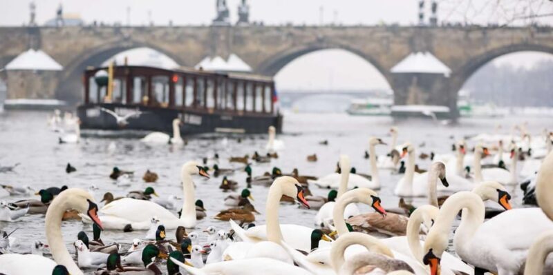 Prague: River Cruise, Charles Bridge Museum, & Walking Tour - A Closer Look at the Tour Experience