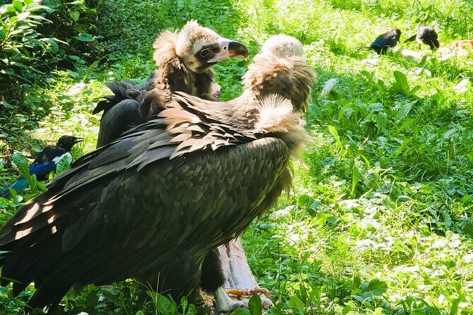 Prague Zoo Admission Ticket with Transfer and Audio Guide - Why Choose This Tour?