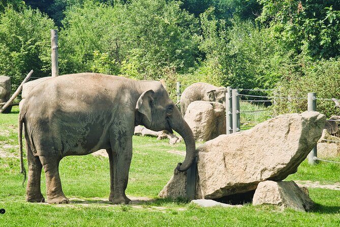 Prague Zoo Admission Ticket with Transfer and Audio Guide - What to Expect During the Visit