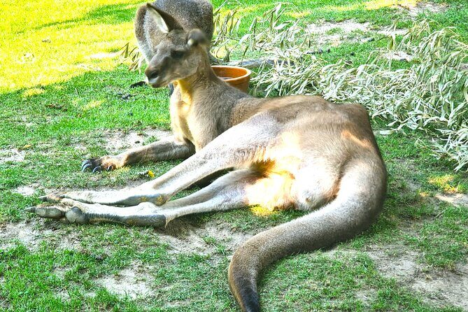 Prague Zoo Admission Ticket with Transfer and Audio Guide - Pricing and Value
