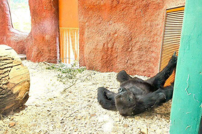 Prague Zoo Admission Ticket with Transfer and Audio Guide - FAQ