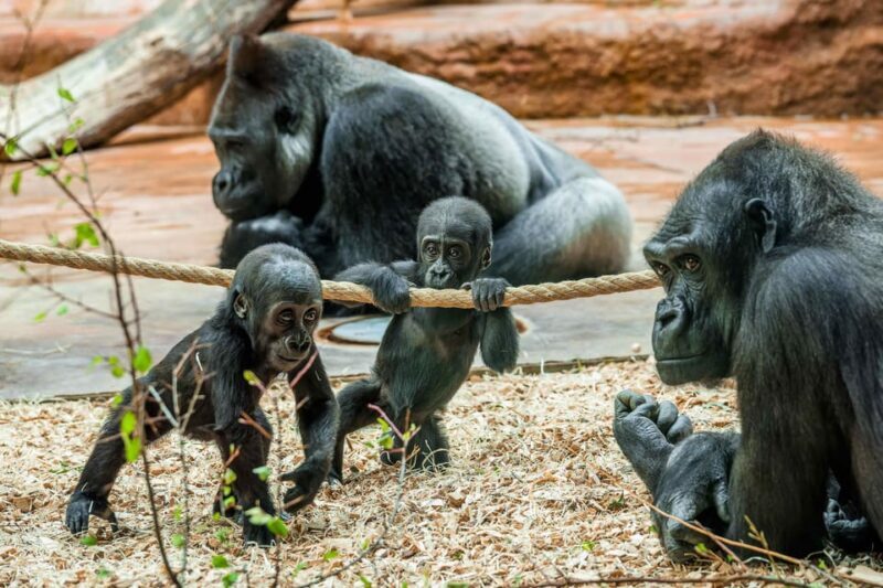 Prague Zoo: Skip-the-Line Entry Ticket - Introduction: What This Experience Offers