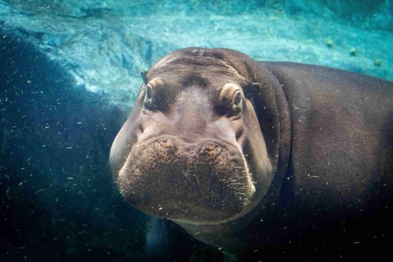 Prague Zoo: Skip-the-Line Entry Ticket - What to Expect During Your Visit