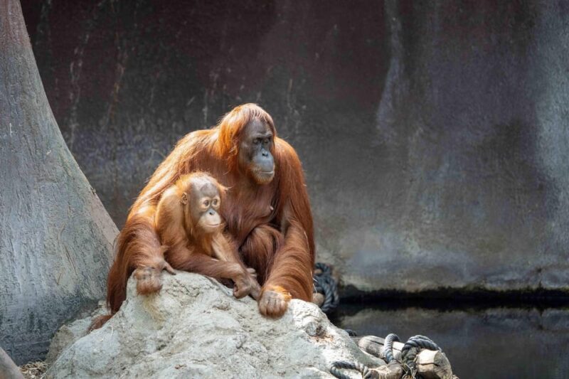 Prague Zoo: Skip-the-Line Entry Ticket - The Sum Up: Is Prague Zoo Worth Visiting?