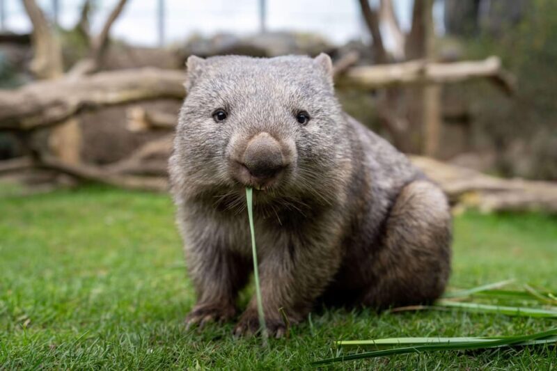 Prague Zoo: Skip-the-Line Entry Ticket - FAQs