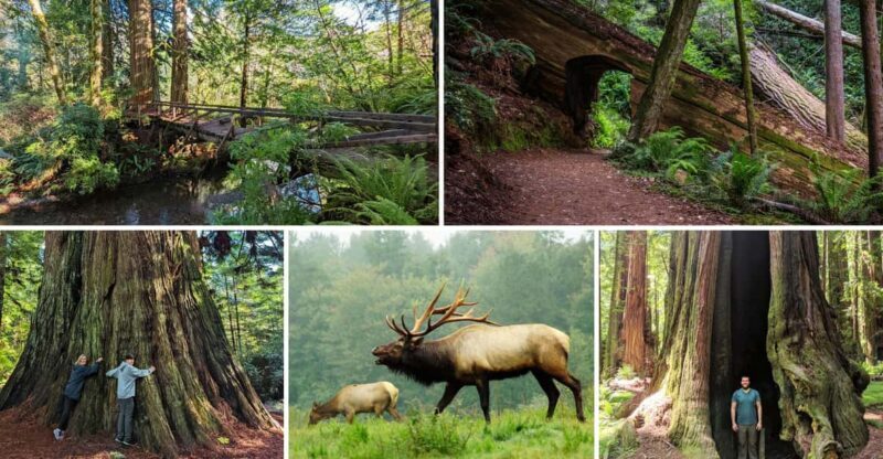 Prairie Creek State Park: Redwood Forest Hiking Tour - An In-Depth Look at the Prairie Creek Redwood Forest Tour
