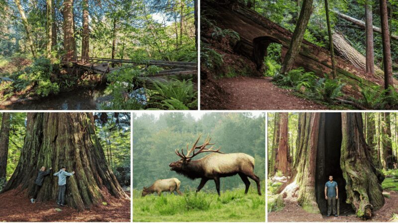 Prairie Creek State Park: Redwood Forest Hiking Tour - Final Thoughts: Why Choose This Tour?