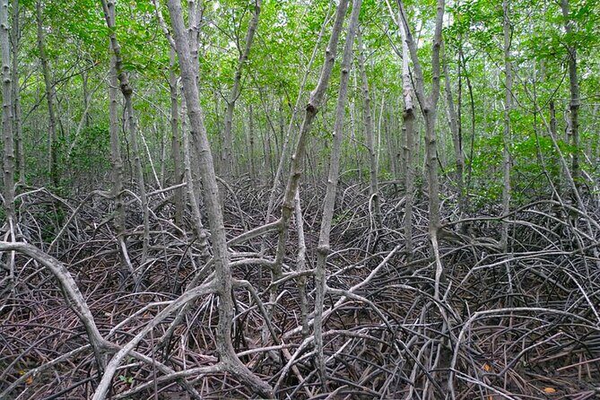 Pranburi Forest Park and Khao Daeng Join Tour from Hua Hin - Who Should Consider This Tour?