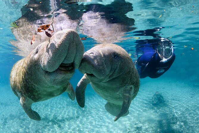 Pre-Season Special Manatee Snorkel Tour in Crystal River - Practical Tips for Travelers