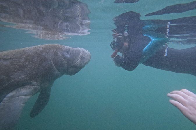 Pre-Season Special Manatee Snorkel Tour in Crystal River - The Sum Up