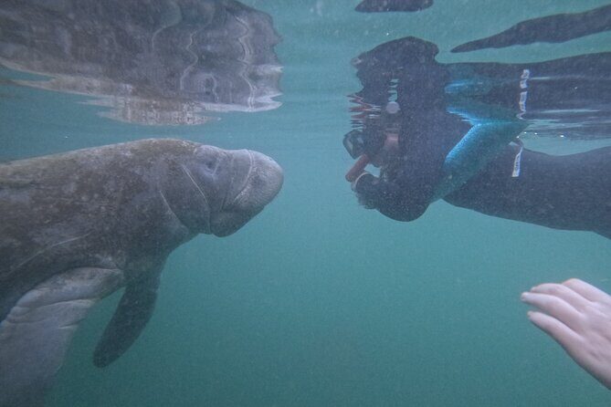 Pre-Season Special Manatee Snorkel Tour in Crystal River - FAQ