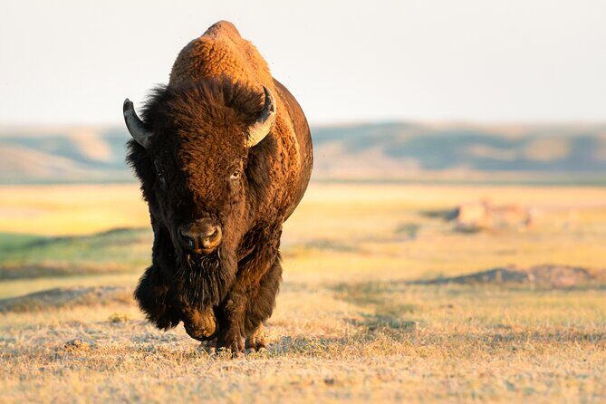 Predators of the Wild, Bear and Wolf Watching Adventure - Final Thoughts: Is This Tour Worth It?