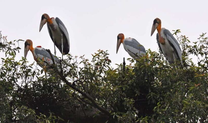 Prek Toal Bird Sanctuary and Great Lake Tour in Cambodia - Exploring Cambodia’s Wetlands in Style and Substance