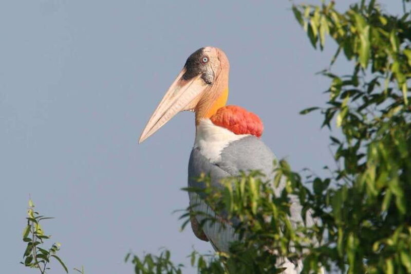 Prek Toal Bird Sanctuary and Great Lake Tour in Cambodia - The Practicalities: What You Need to Know