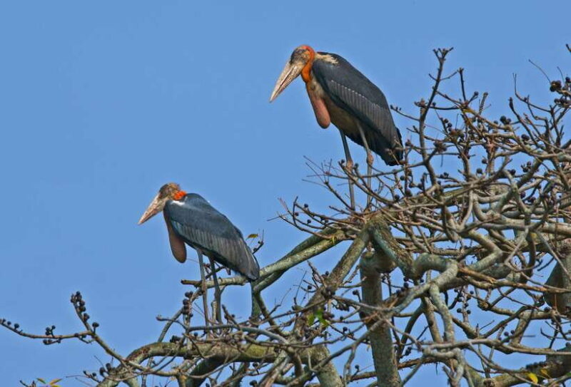 Prek Toal Bird Sanctuary and Great Lake Tour in Cambodia - The Sum Up