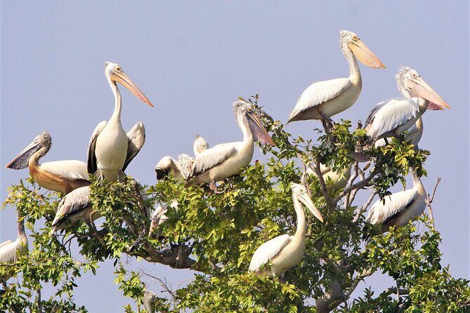 Prek Toal Birds Sanctuary and floating Village Private Day Tour - Who Will Love This Tour?