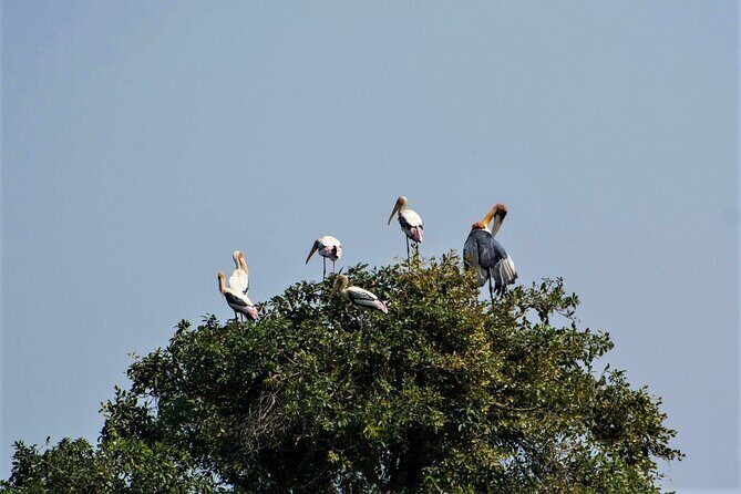 Prek Toal Birds Sanctuary and floating Village Private Day Tour - FAQs