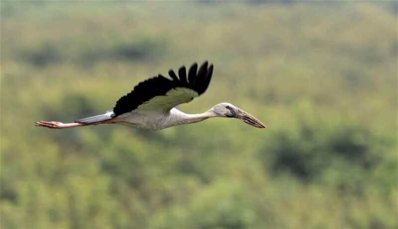 Prek Toal Birds Sanctuary & floating Village Private Tour - Key Points