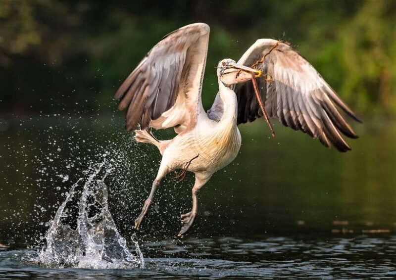 Prek Toal Birds Sanctuary & floating Village Private Tour - The Itinerary Breakdown
