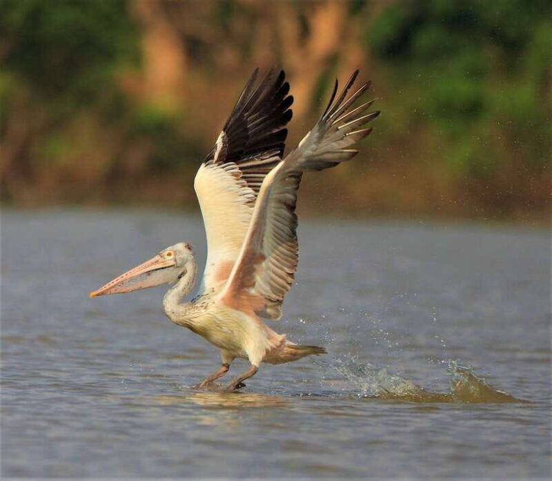 Prek Toal Birds Sanctuary & floating Village Private Tour - Authenticity and Experience