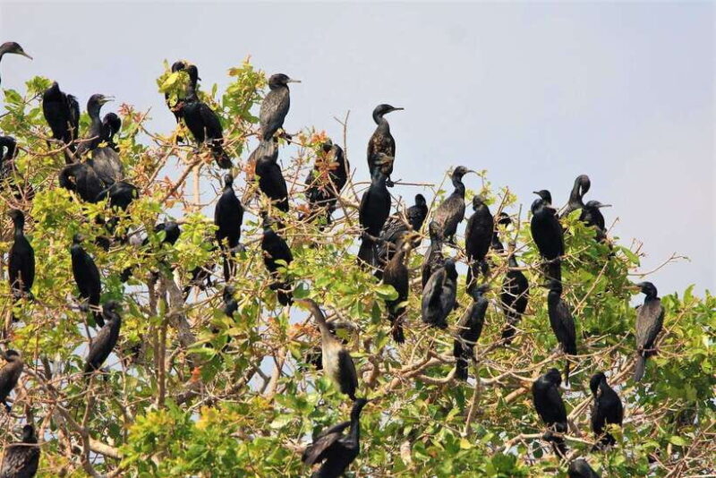 Prek Toal Birds Sanctuary & floating Village Private Tour - The Value of the Tour