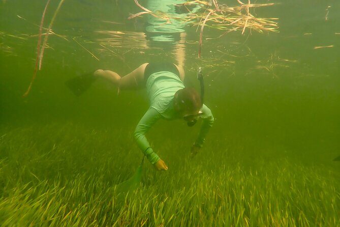 Premier Scalloping Adventure on Florida's Nature Coast - Timing and Practical Tips
