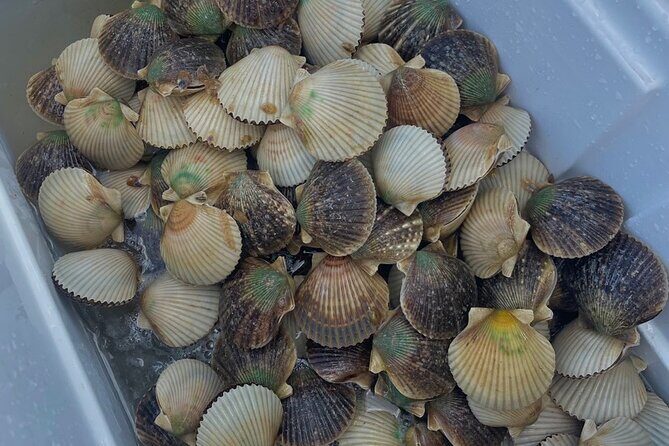 Premier Scalloping Adventure on Florida's Nature Coast - Who Should Consider This Tour?