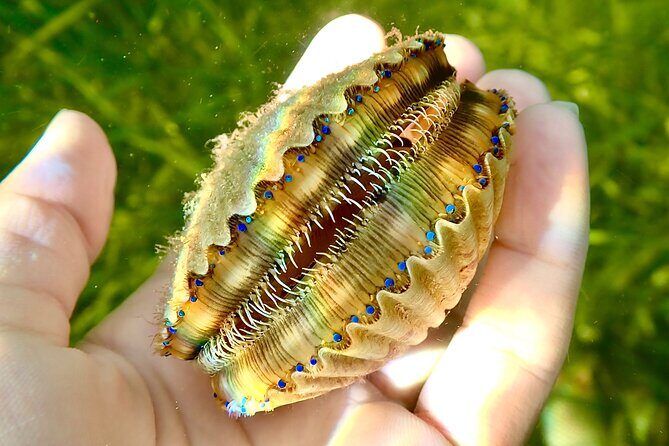 Premier Scalloping Adventure on Florida's Nature Coast - The Sum Up