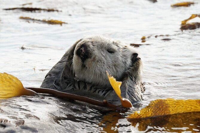 Premier Whale Watching and Wildlife Tour - Who Will Love This Tour?